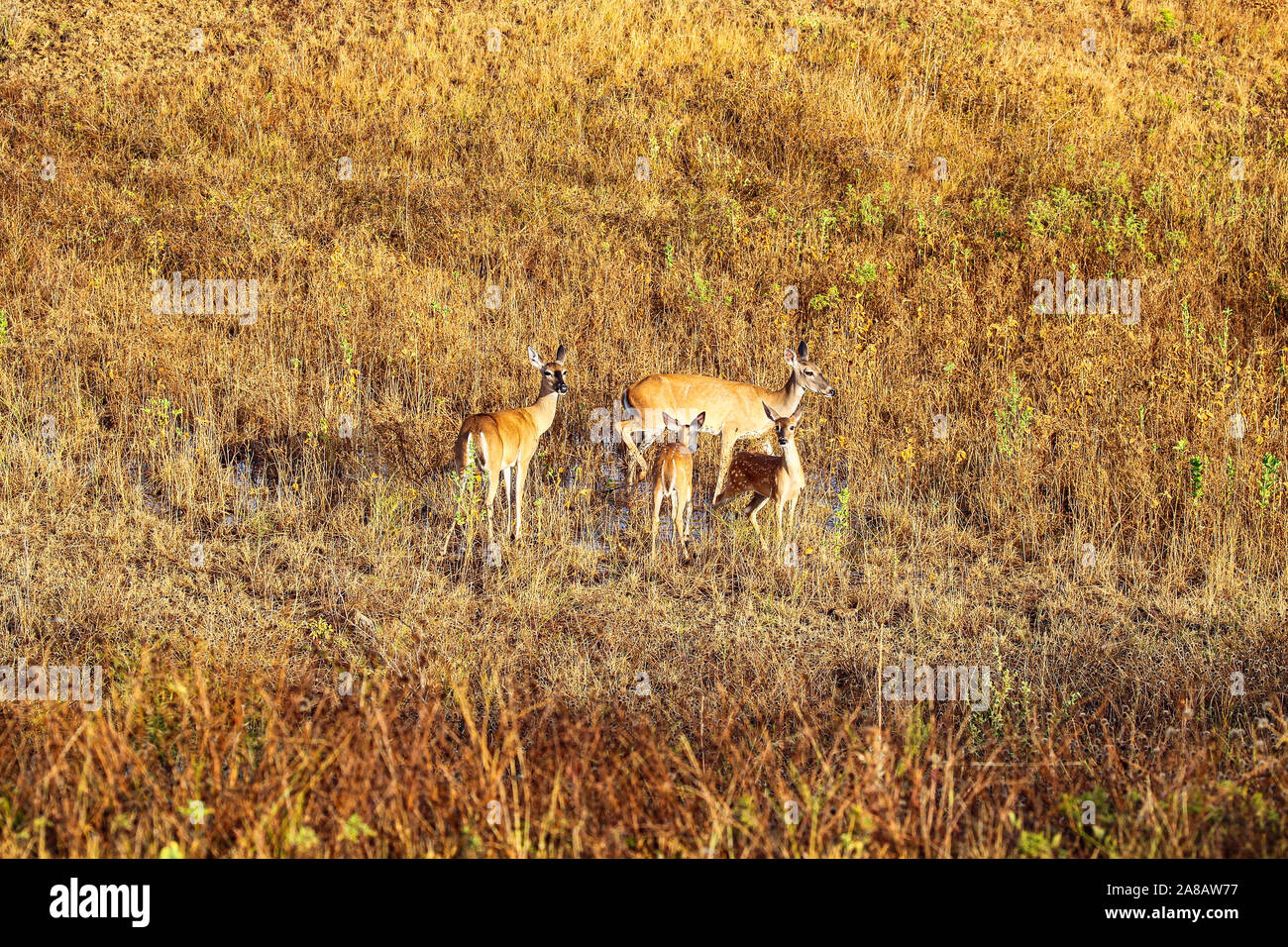 Deer browse hi-res stock photography and images - Alamy