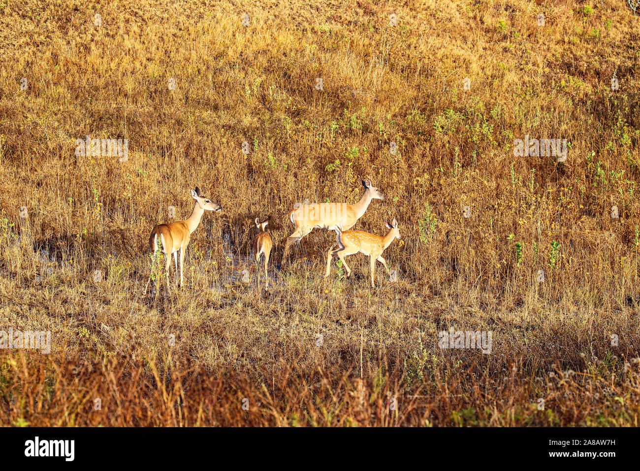 Deer browse hi-res stock photography and images - Alamy