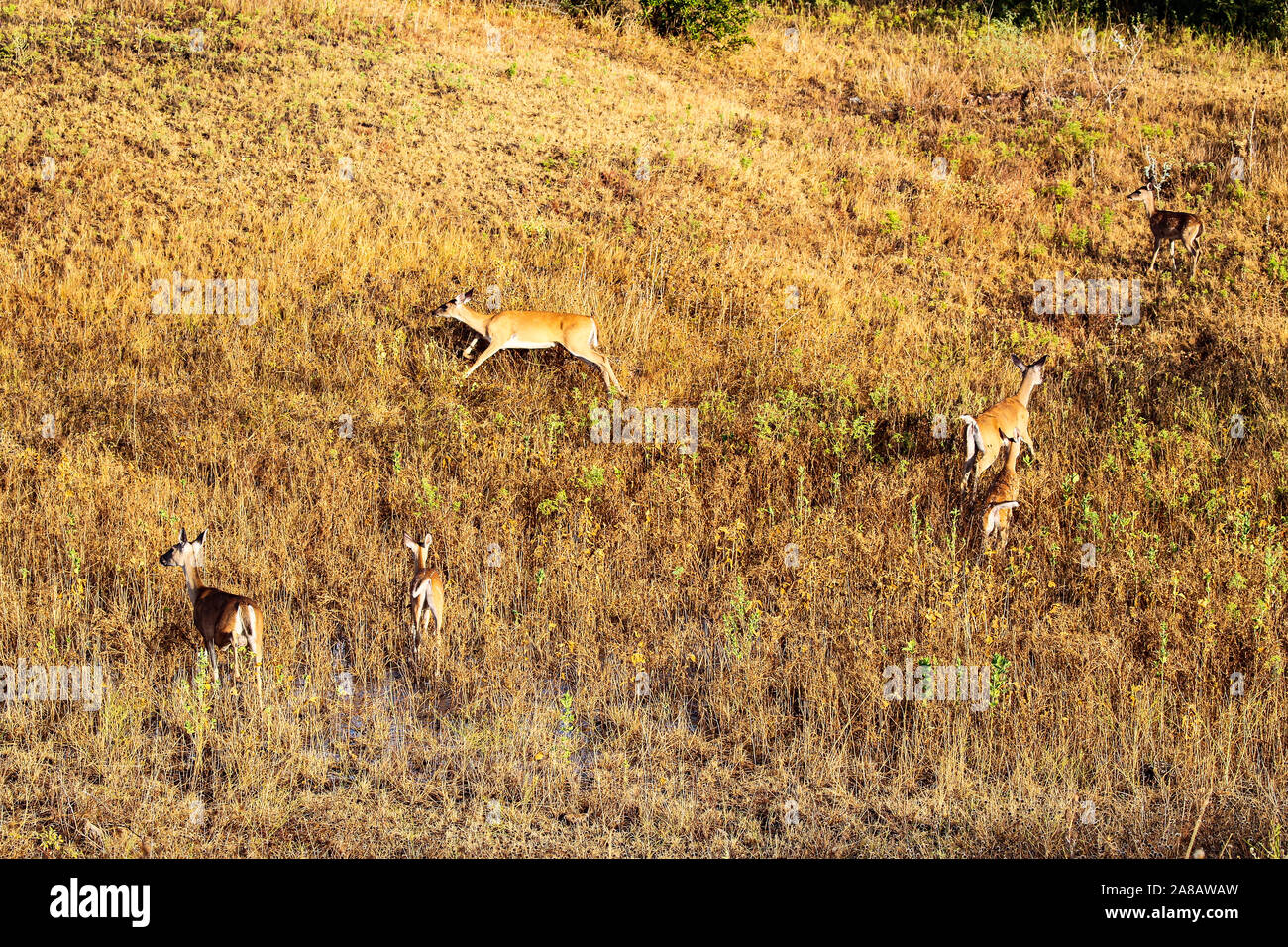 Deer browse hi-res stock photography and images - Alamy