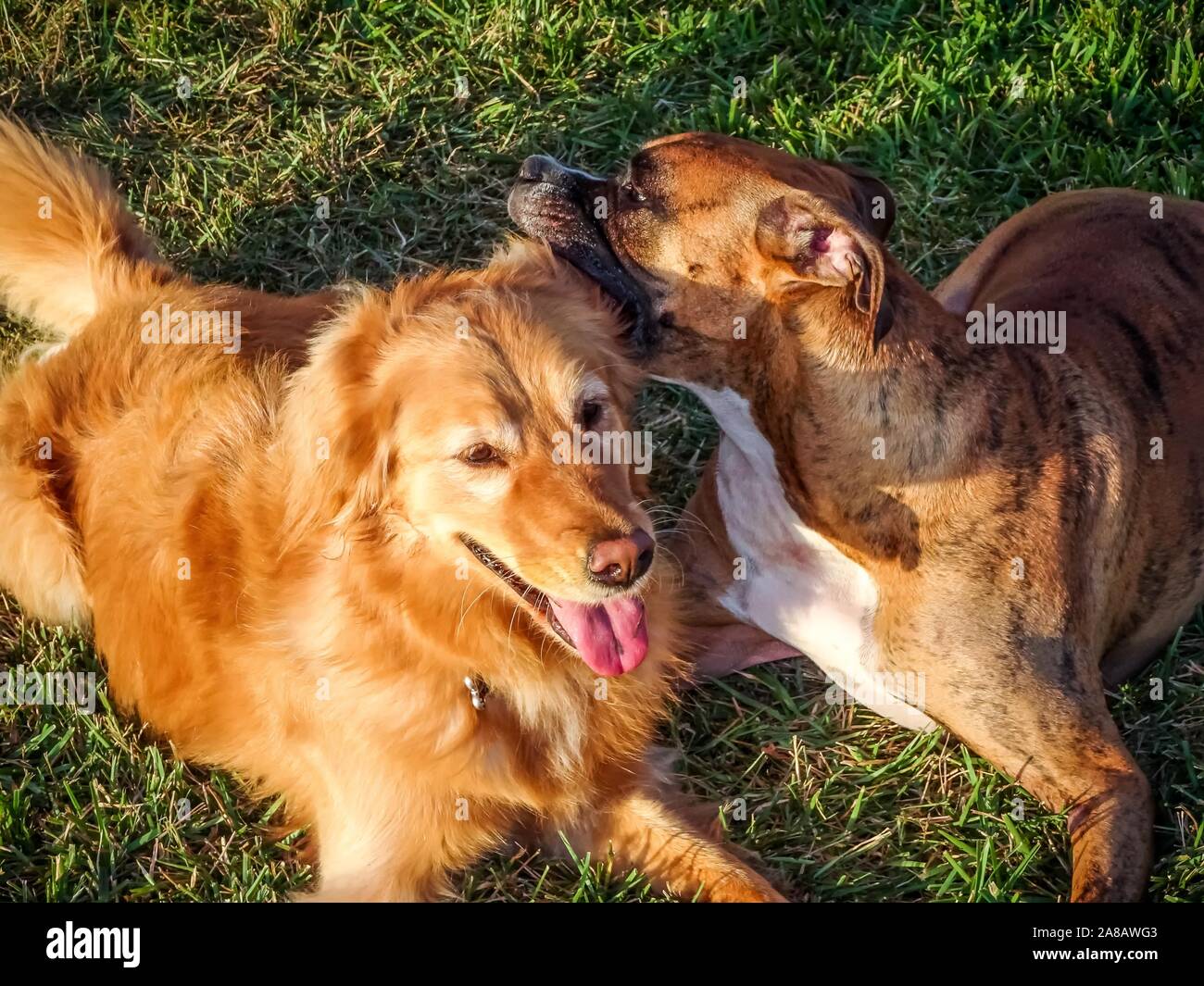 Young dogs jumping playing hi-res stock photography and images - Alamy