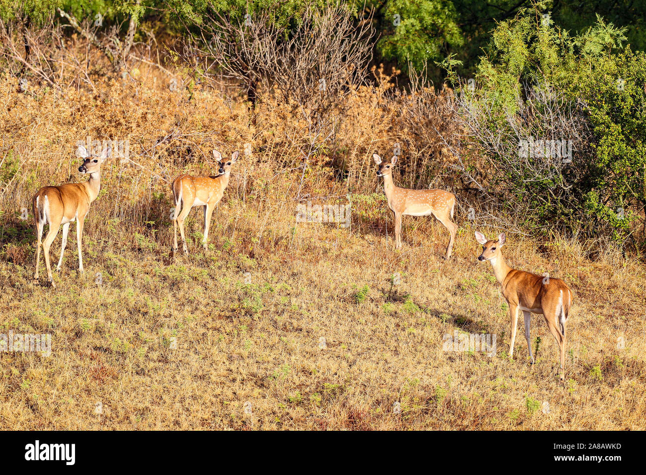 Deer browse hi-res stock photography and images - Alamy