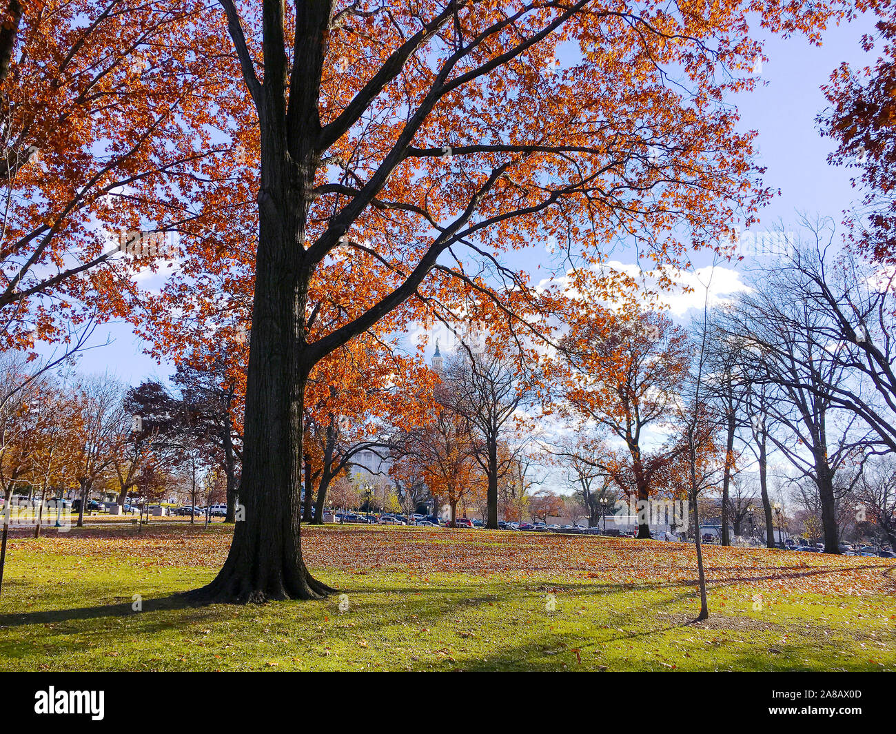Fall foliage in Lower Senate Park in Washington DC, USA. In the ...