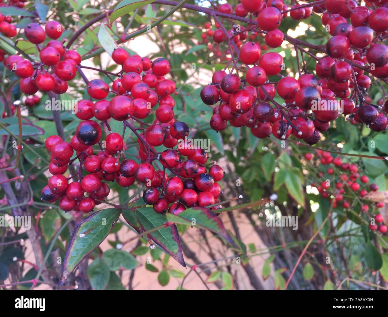 red toyon berries - heteromeles artbutifolia Stock Photo - Alamy