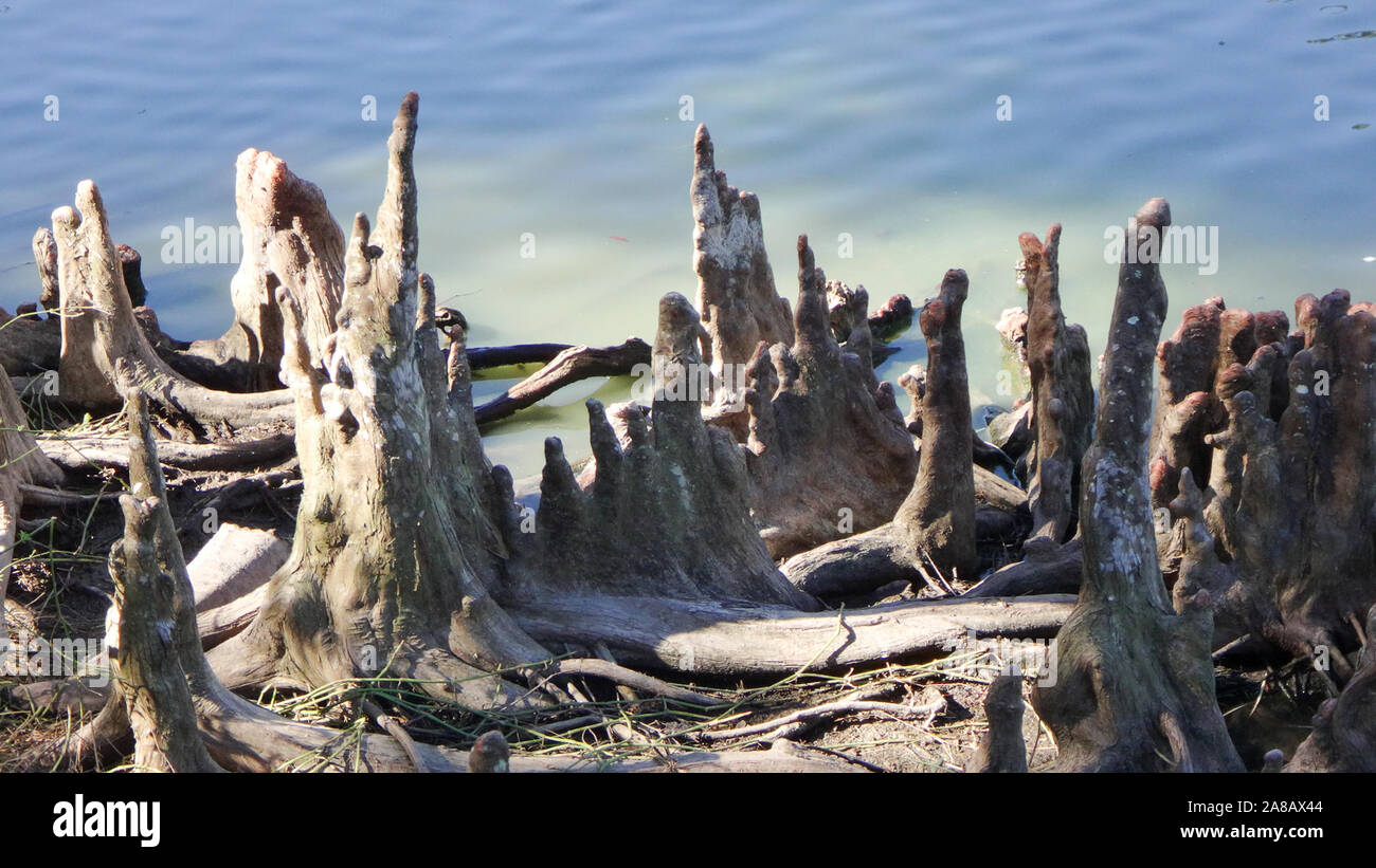 Cypress tree stumps florida hi-res stock photography and images - Alamy