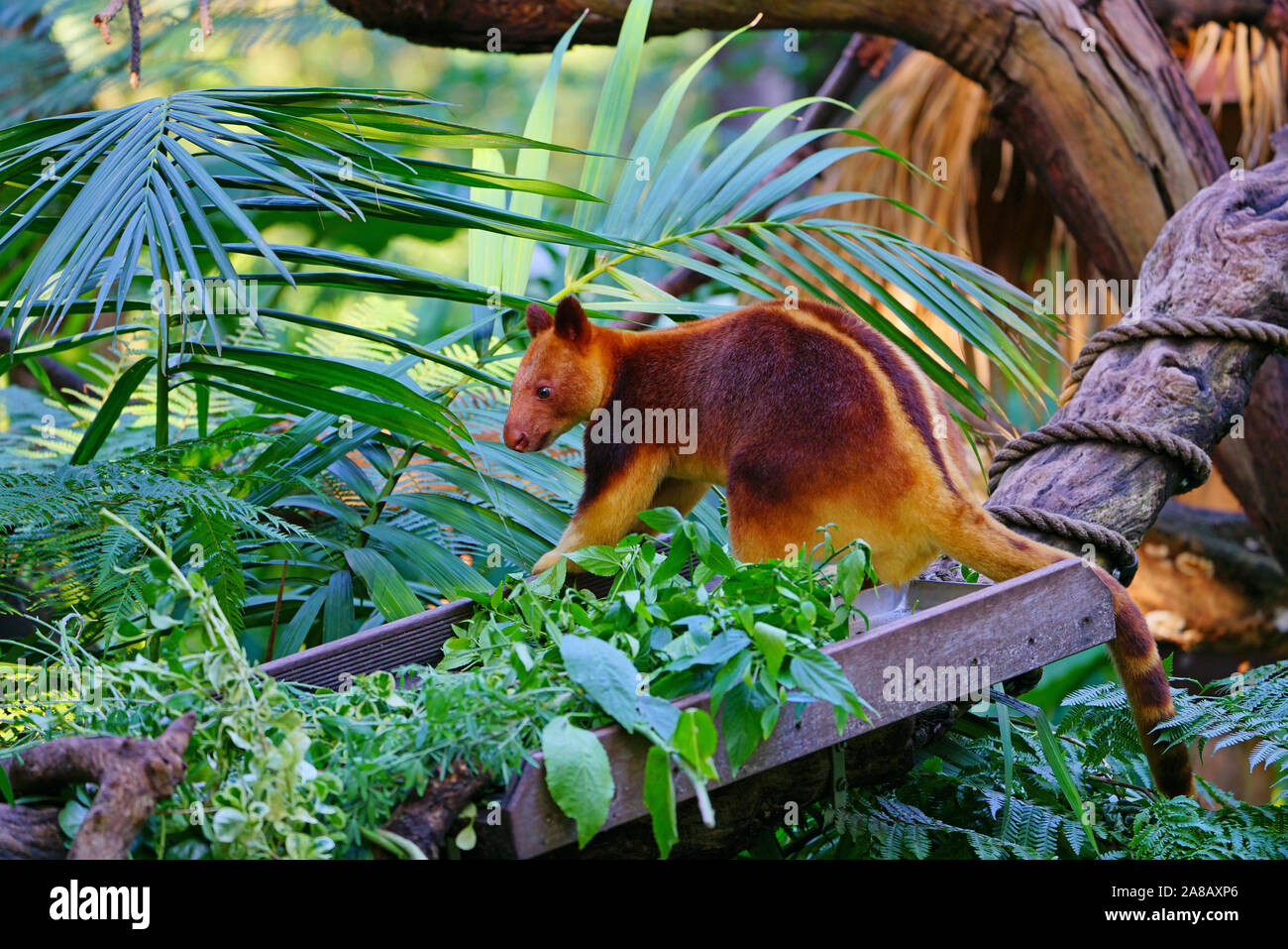 View of a red Tree Kangaroo on a tree branch in Australia Stock Photo ...