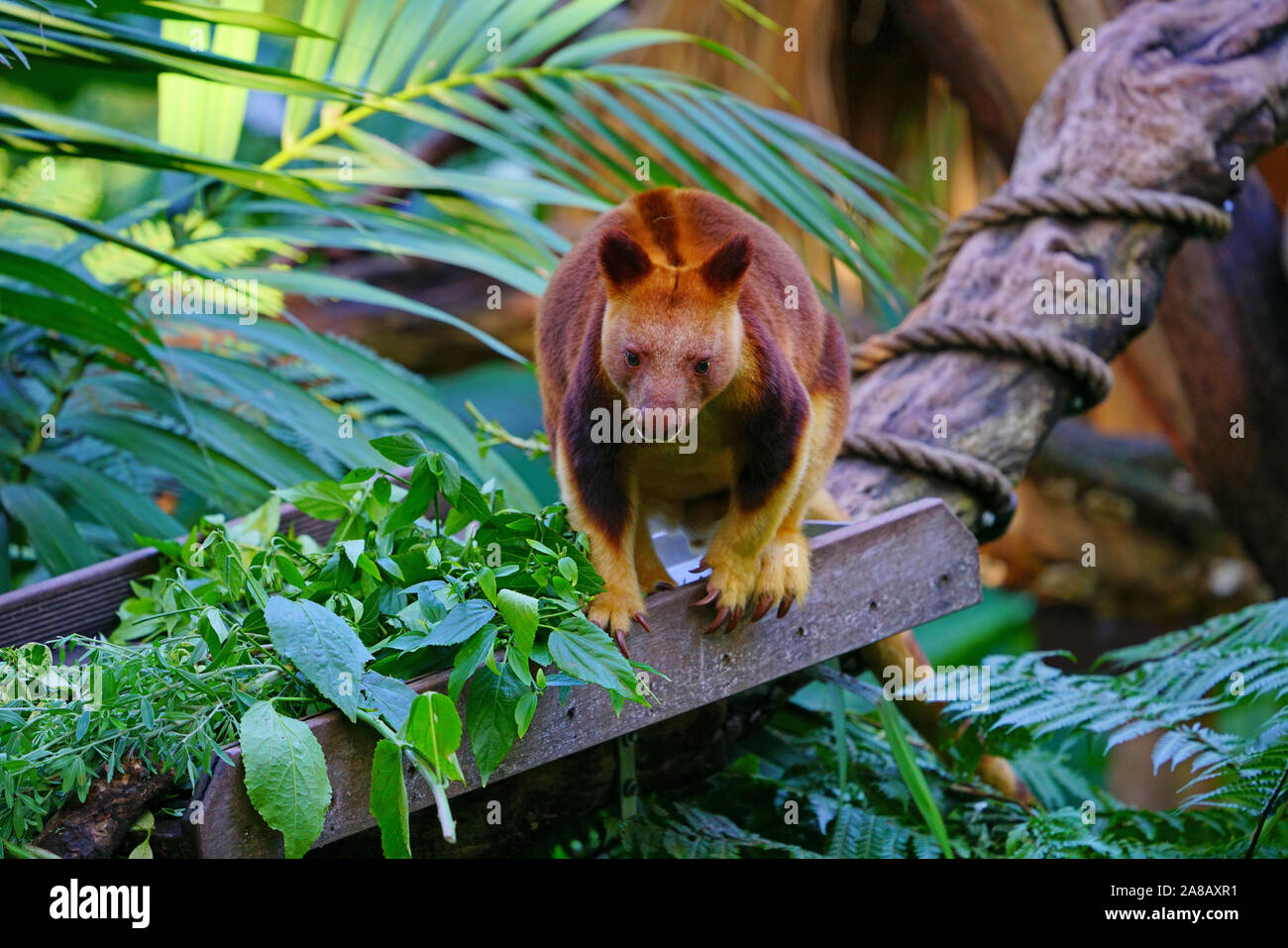 View of a red Tree Kangaroo on a tree branch in Australia Stock Photo ...