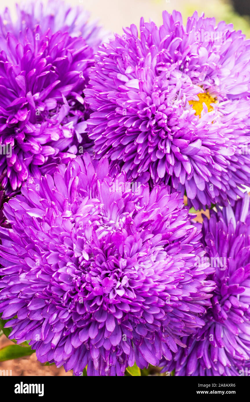 Aster gala burgundy hi-res stock photography and images - Alamy