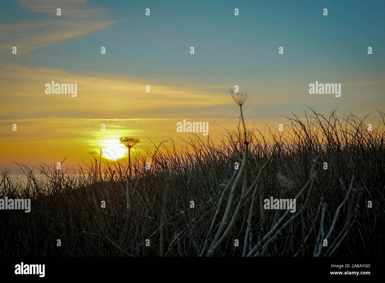 Willow grass hi-res stock photography and images - Alamy