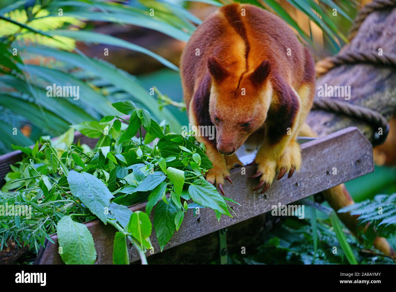 View of a red Tree Kangaroo on a tree branch in Australia Stock Photo ...