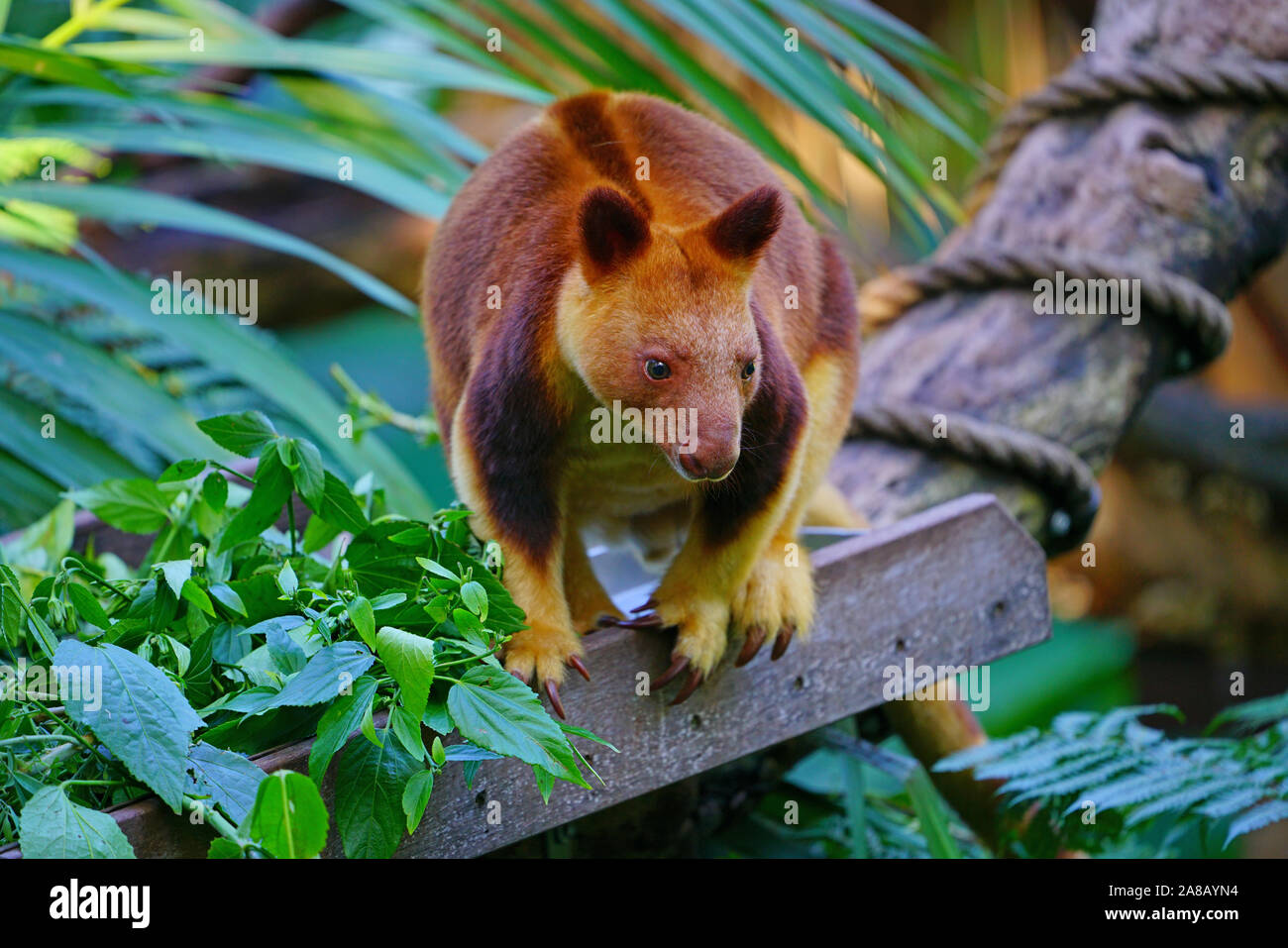 View of a red Tree Kangaroo on a tree branch in Australia Stock Photo ...