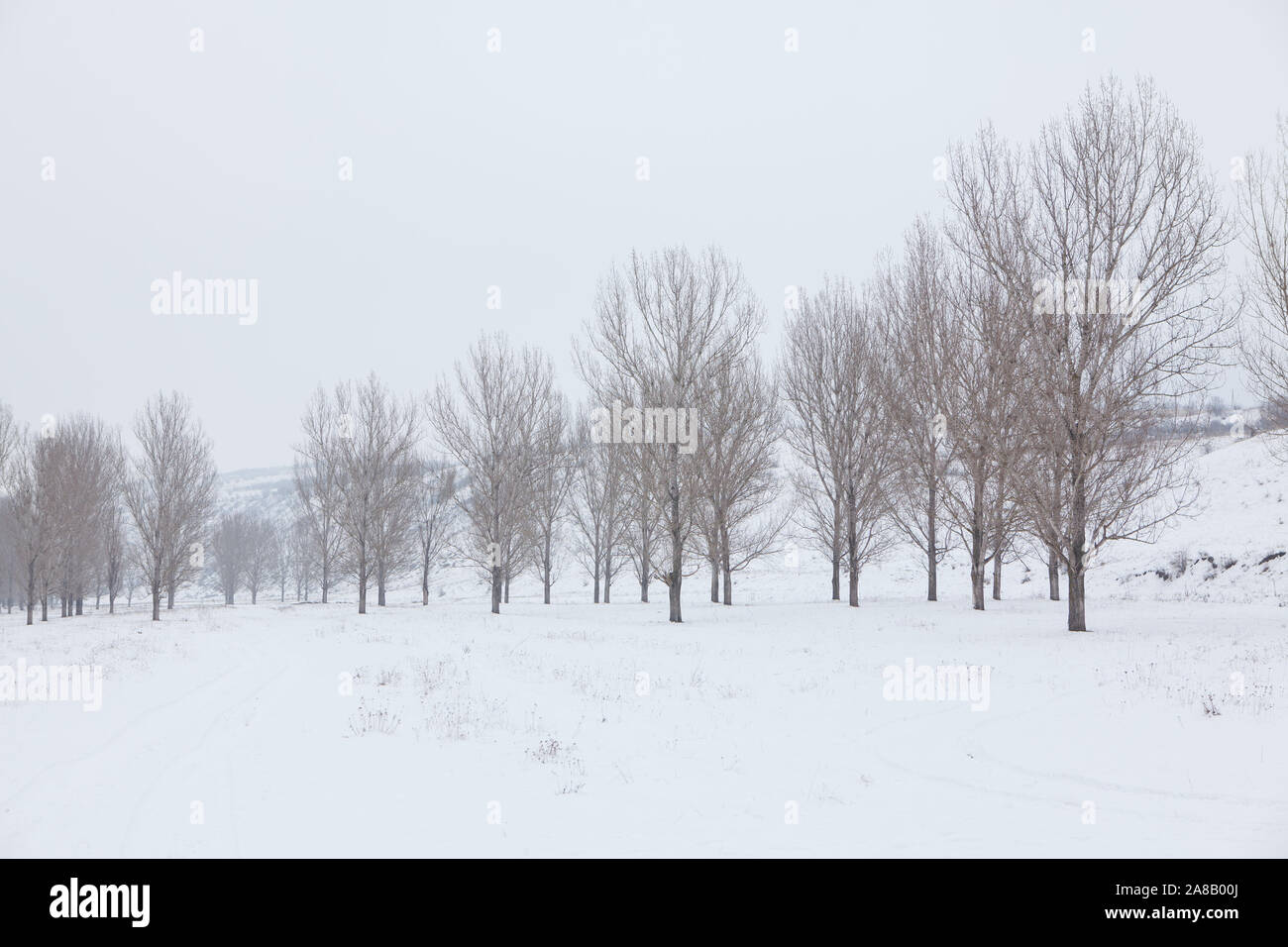 winter scenery with row of trees Stock Photo - Alamy