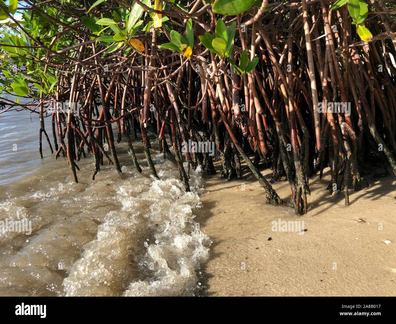 Roots red mangrove florida hi-res stock photography and images - Alamy