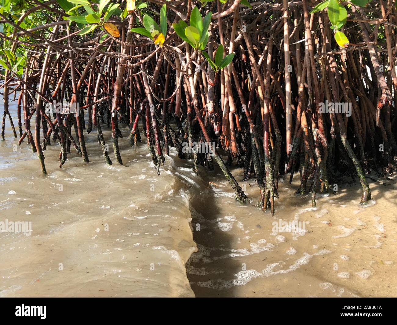 Roots red mangrove florida hi-res stock photography and images - Alamy
