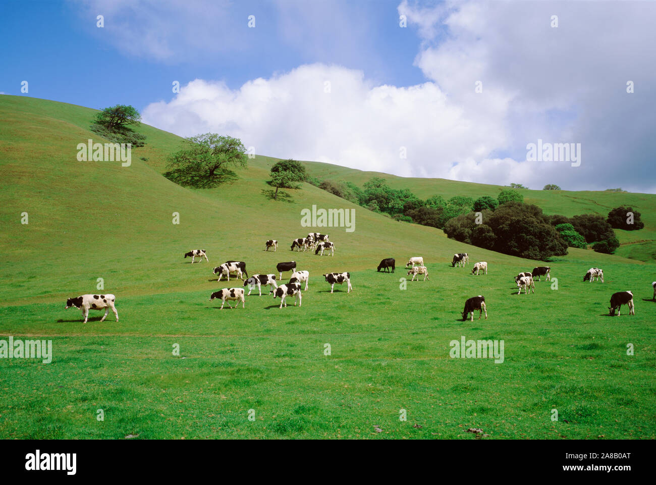 Cattle grazing pasture hi-res stock photography and images - Alamy