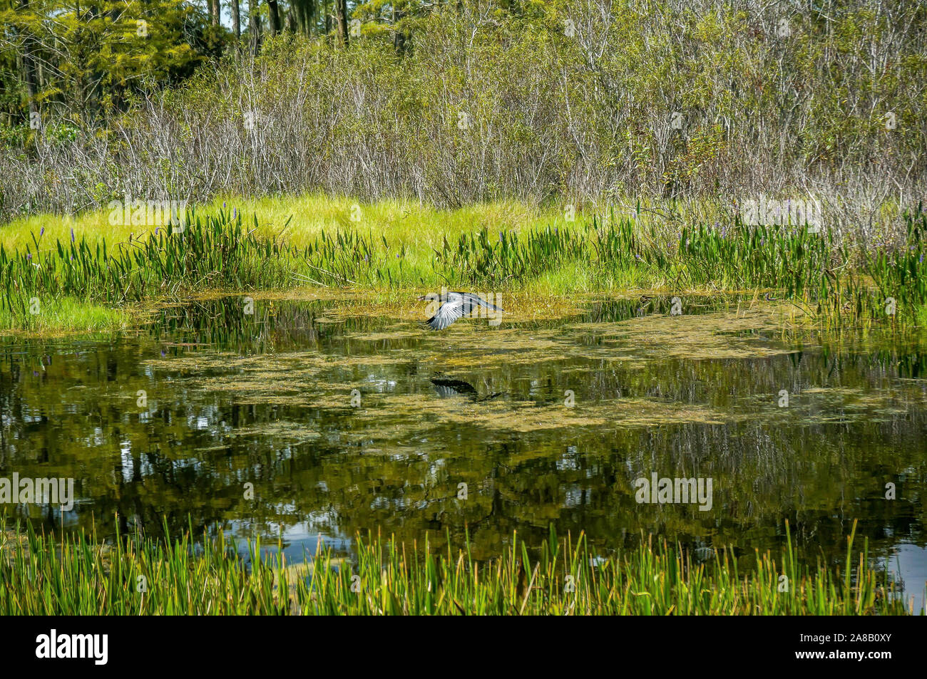 Bird flies in the swamp of Florida Stock Photo - Alamy