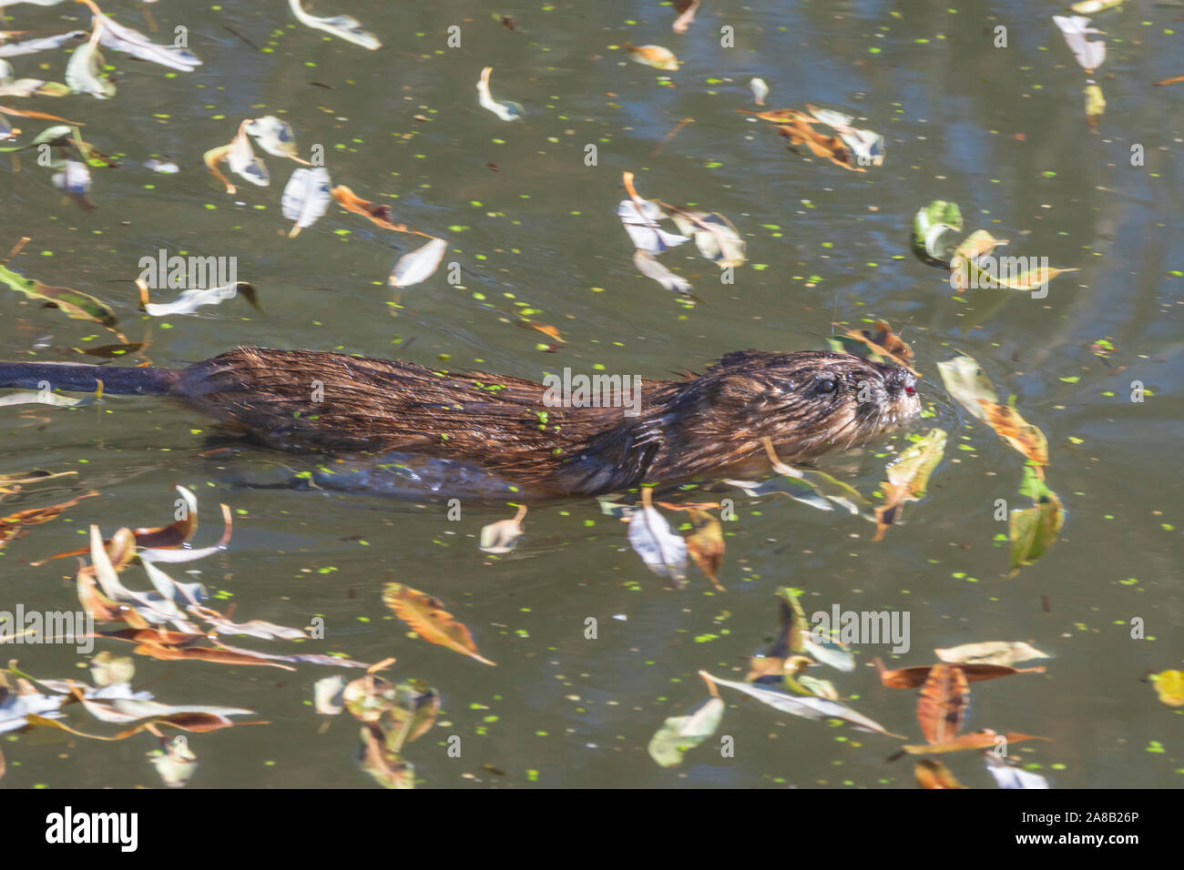 Muskrat swimming (Ondatra zibethicus) in wetland pond among fall leaves ...