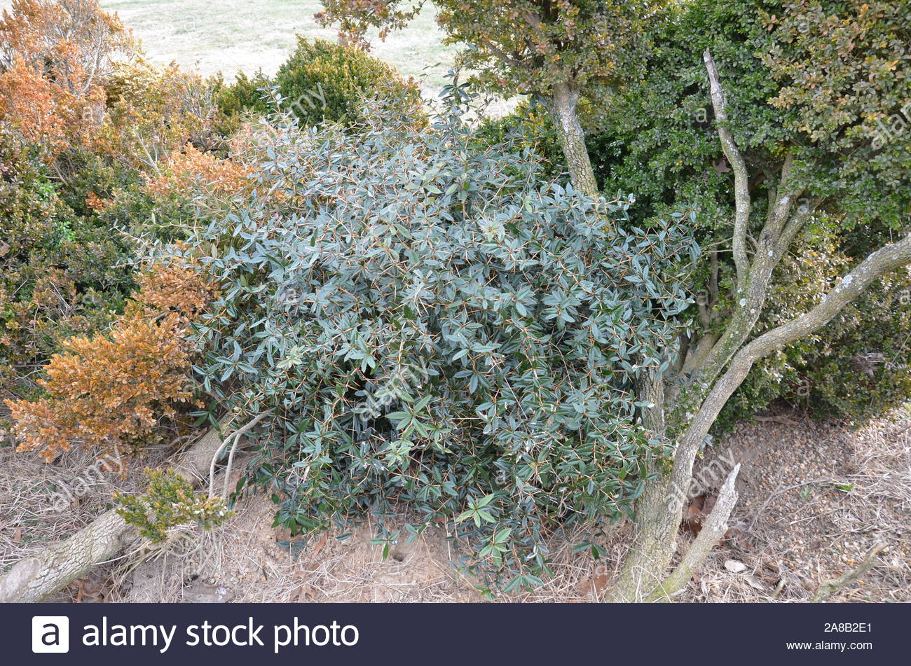 Chaparral Shrubs Stock Photos & Chaparral Shrubs Stock Images - Alamy