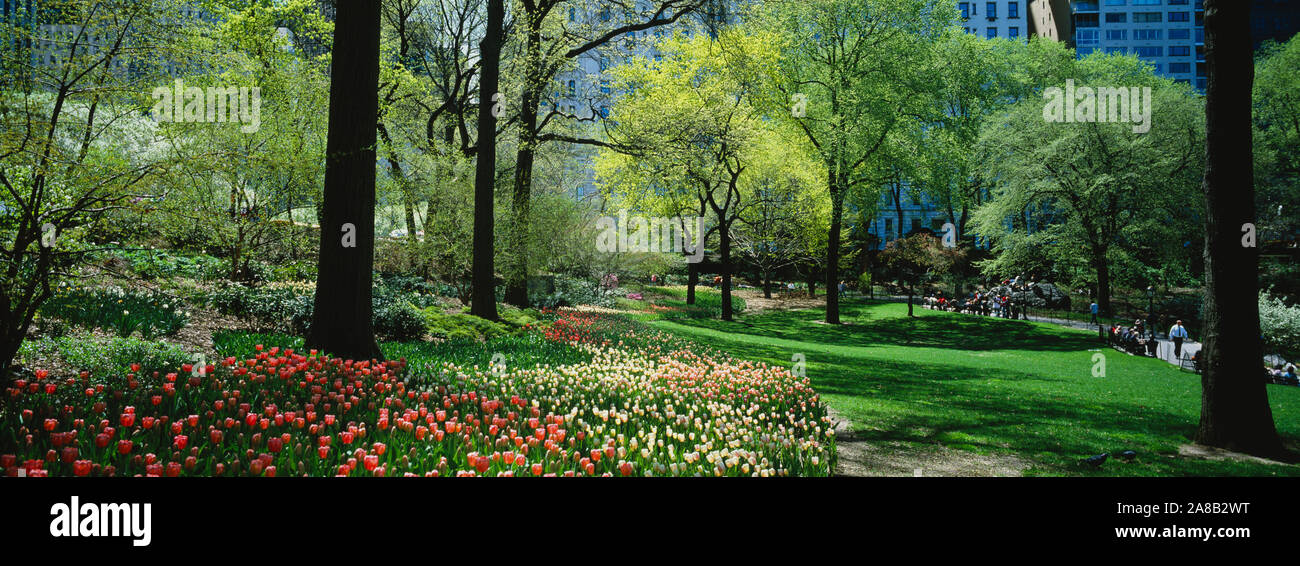 Trees in a park, Central Park, Manhattan, New York City, New York State ...