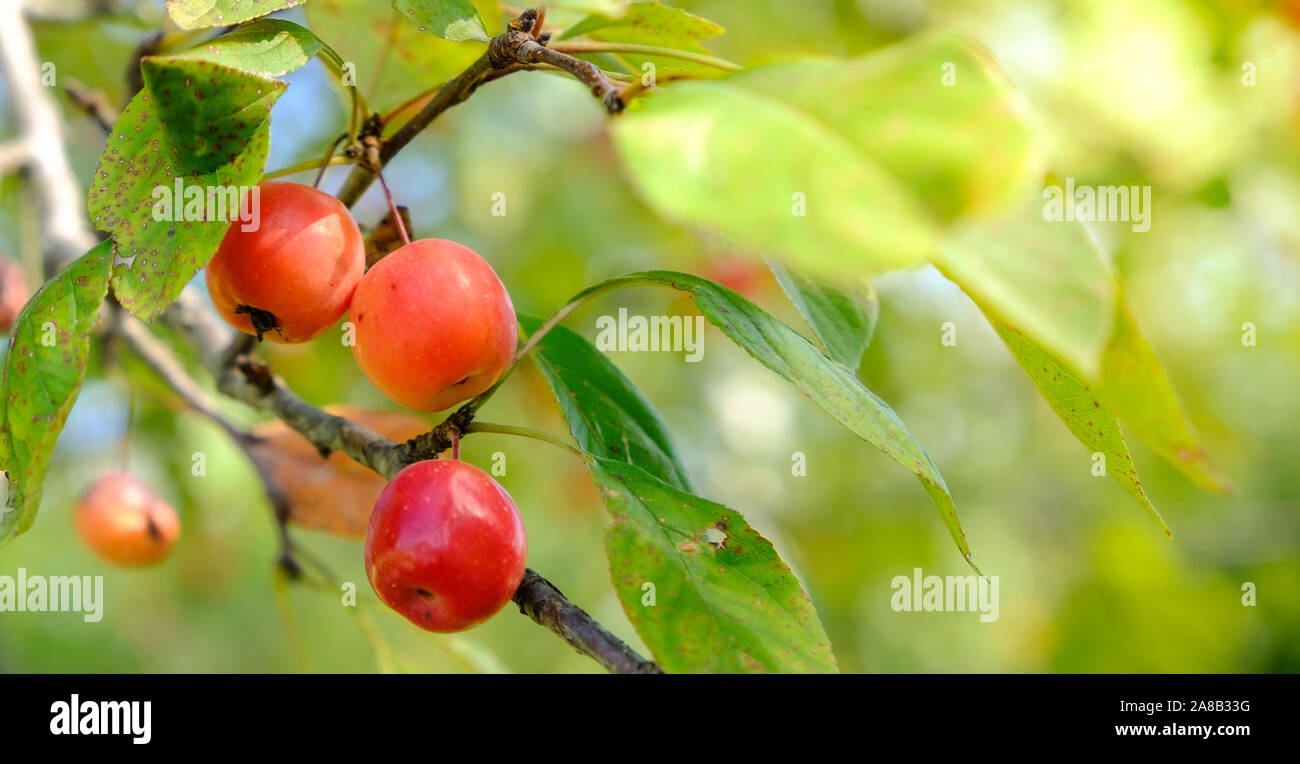 Malus small red fruits hi-res stock photography and images - Alamy