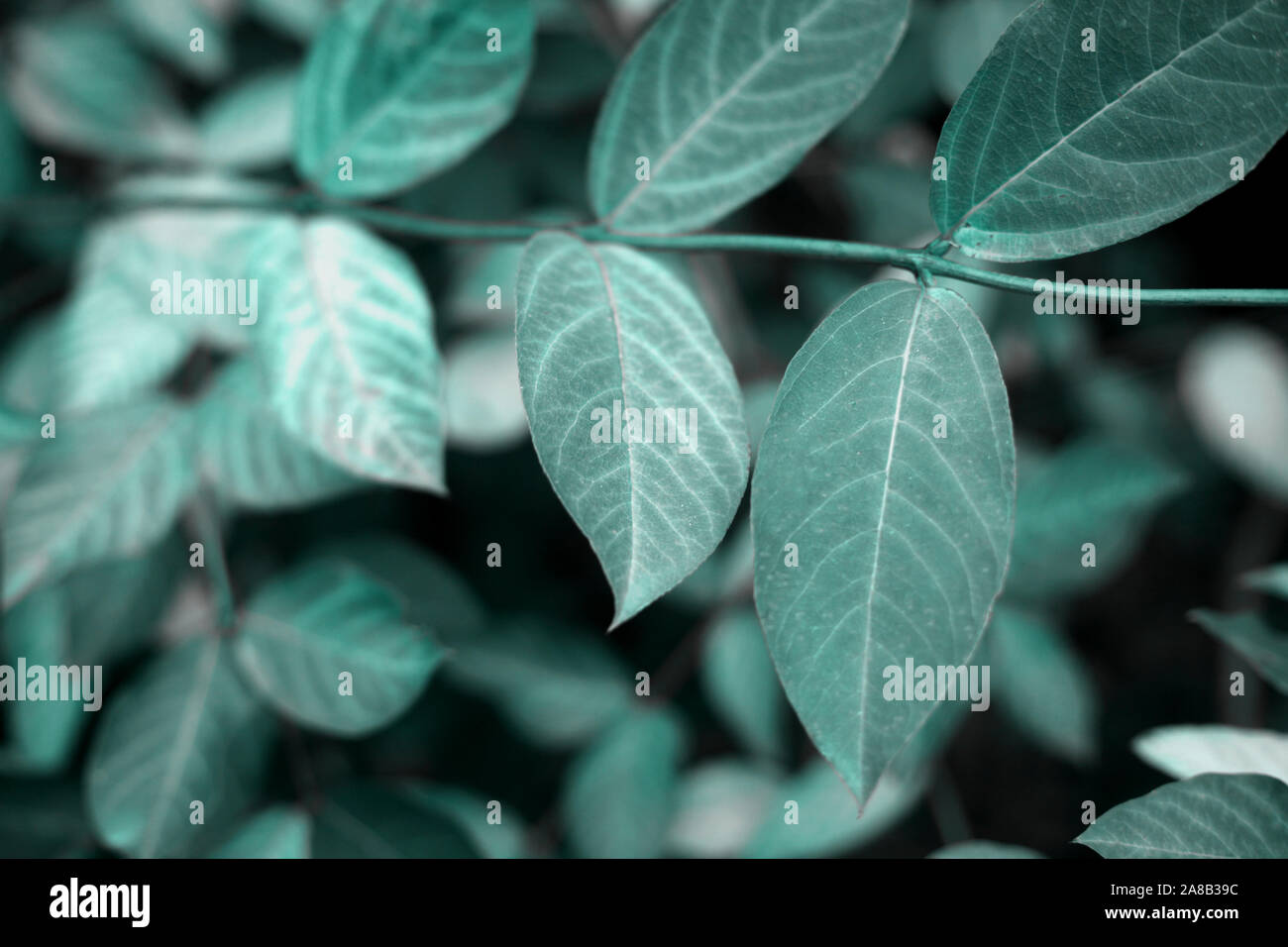 Cold toned green leaves background. Natural foliage botanical blue or ...