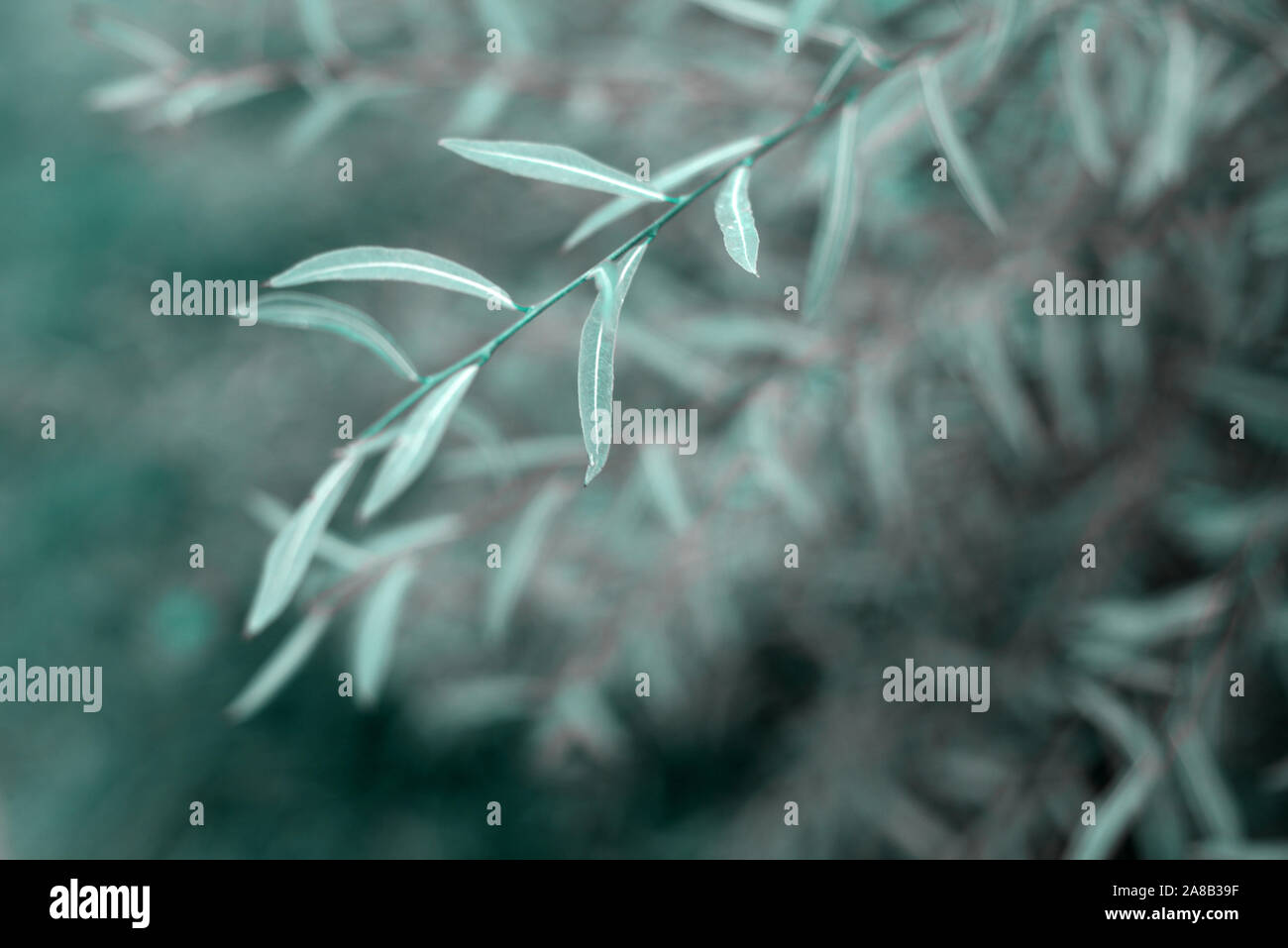 Cold toned green leaves background. Natural foliage botanical blue or ...