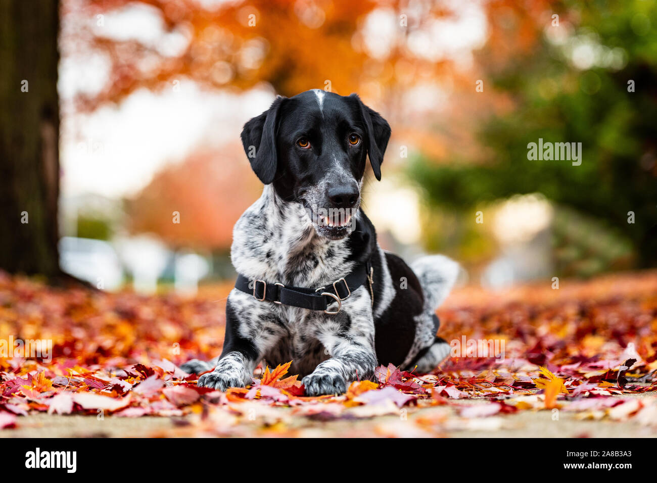 Colorful fall with dog hi-res stock photography and images - Alamy