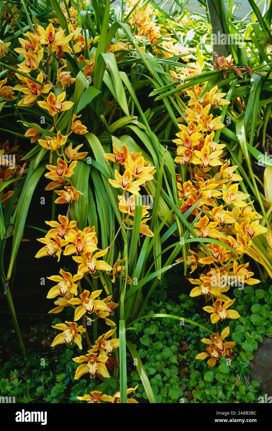 Flower orchid plant vertical hi-res stock photography and images - Alamy