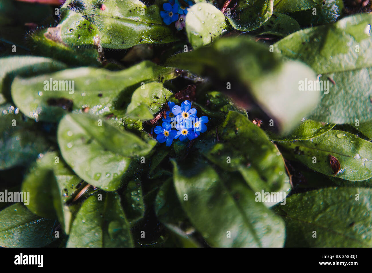 macro of forget me not plant with blue flowers surrounded by lush green ...