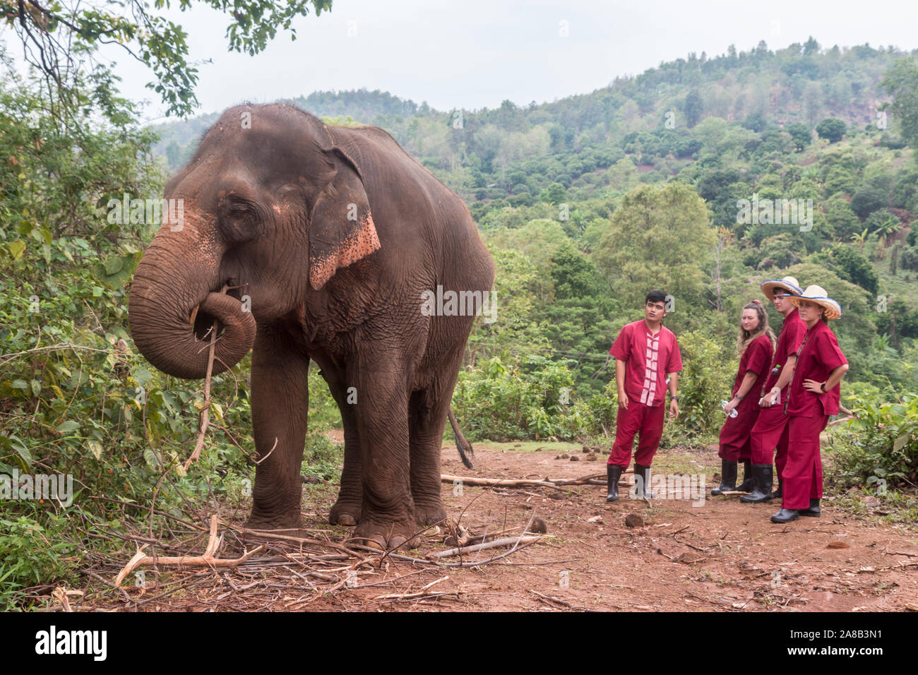 Caretakers and guests go for a walk with Asian elephants at an ethical ...