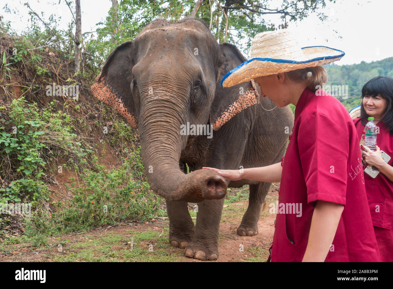 Caretakers and guests go for a walk with Asian elephants at an ethical ...