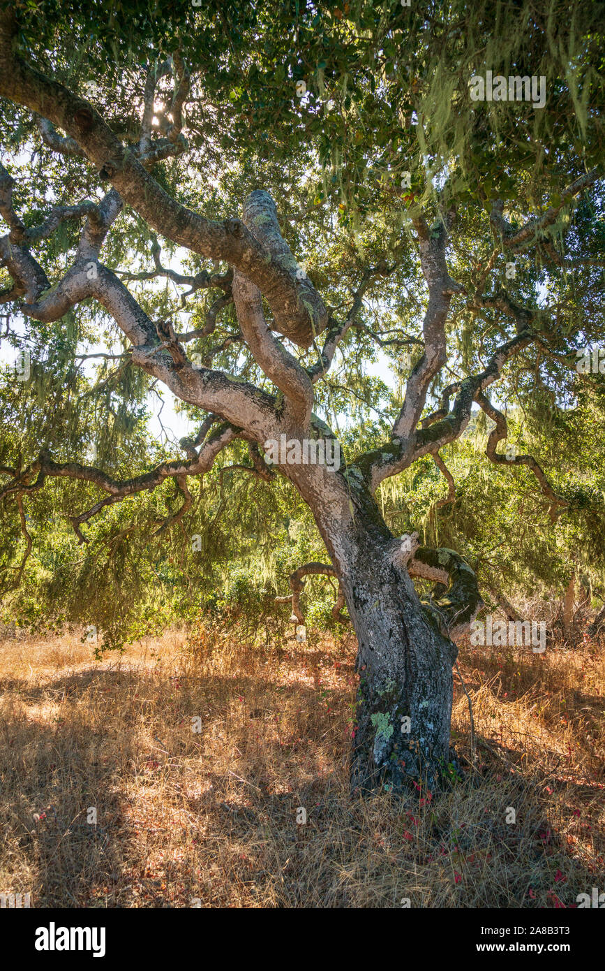 Fort Ord National Monument, California Stock Photo - Alamy