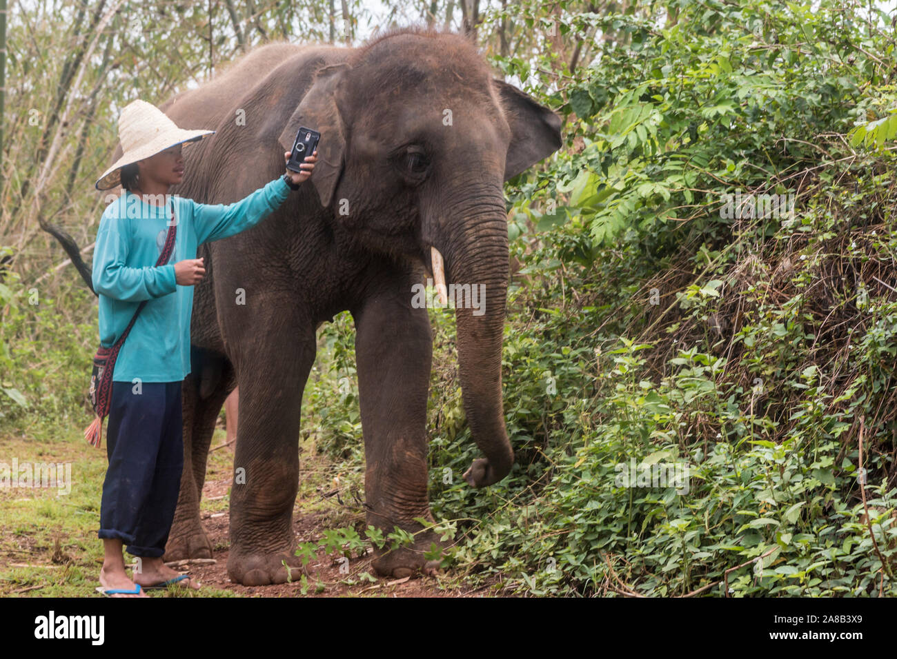 Caretakers and guests go for a walk with Asian elephants at an ethical ...