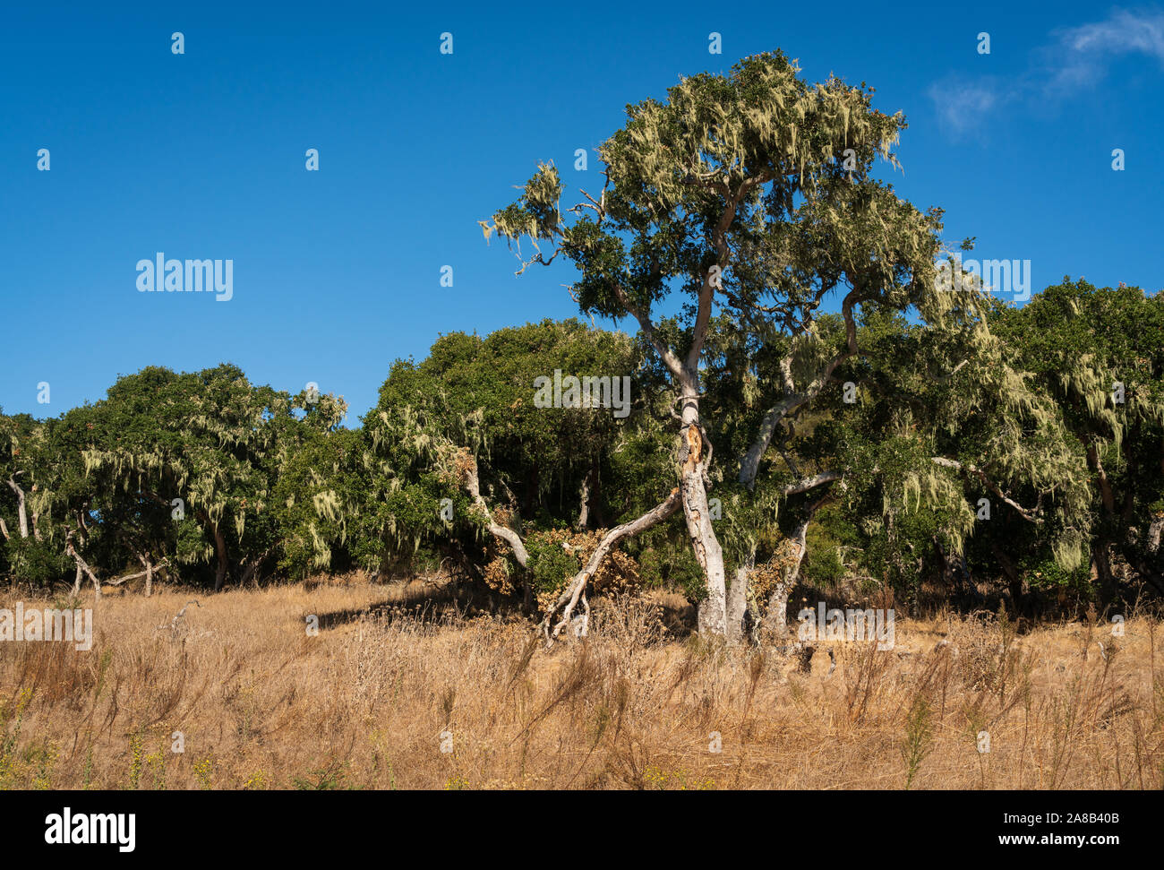 Fort Ord National Monument, California Stock Photo - Alamy