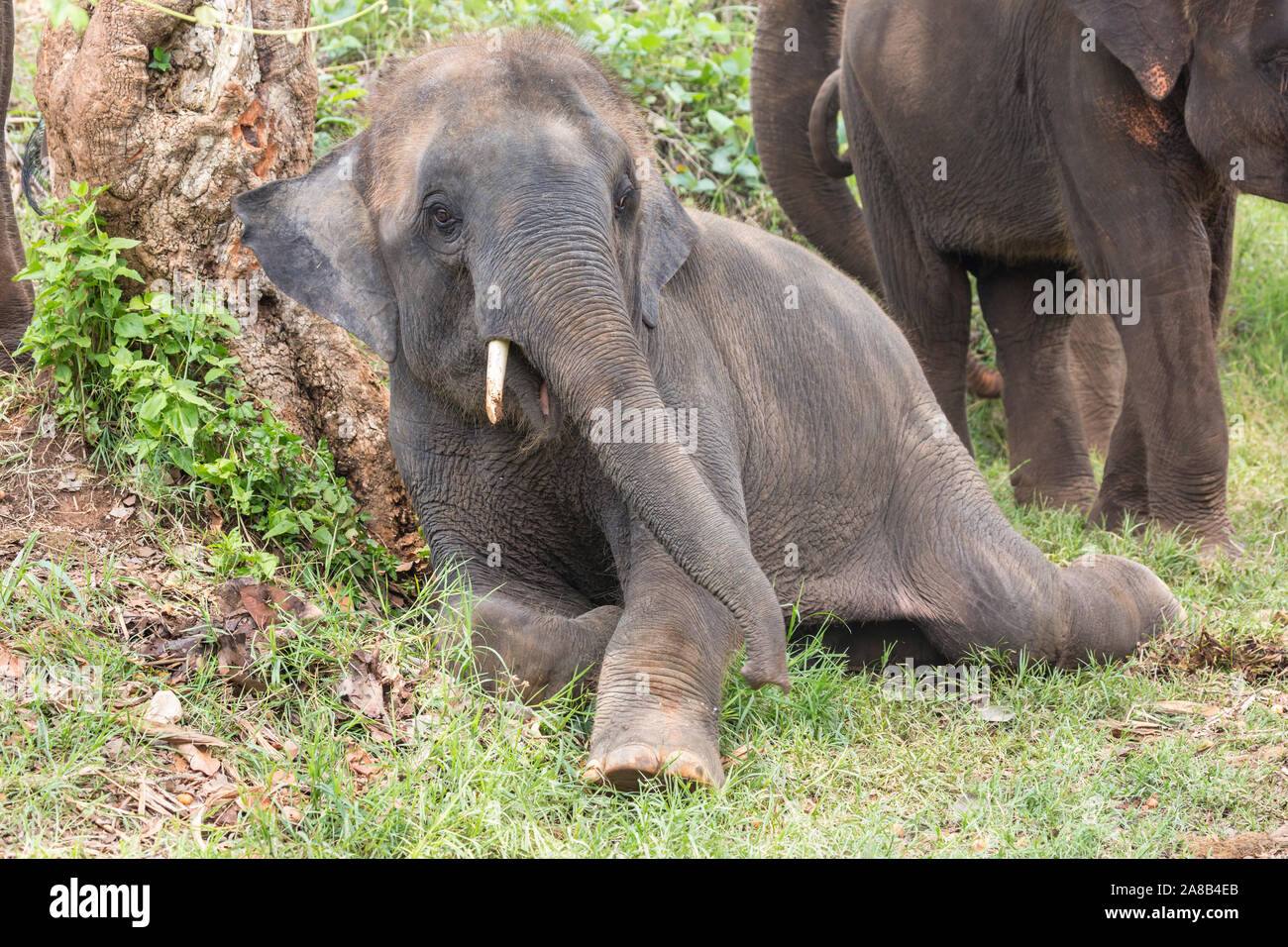 Happy Asian elephant at an ethical elephant sanctuary in northern ...