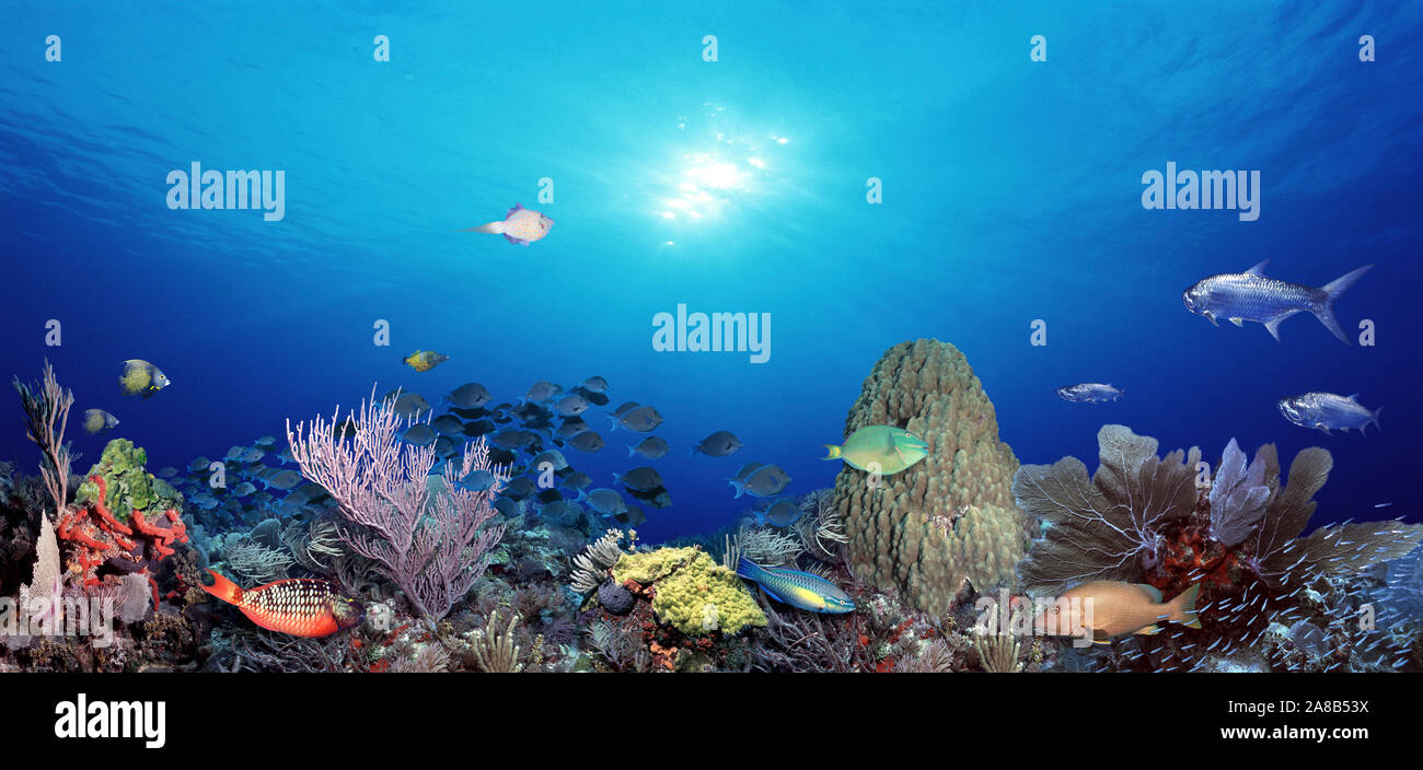 School of fish swimming in the sea Stock Photo - Alamy