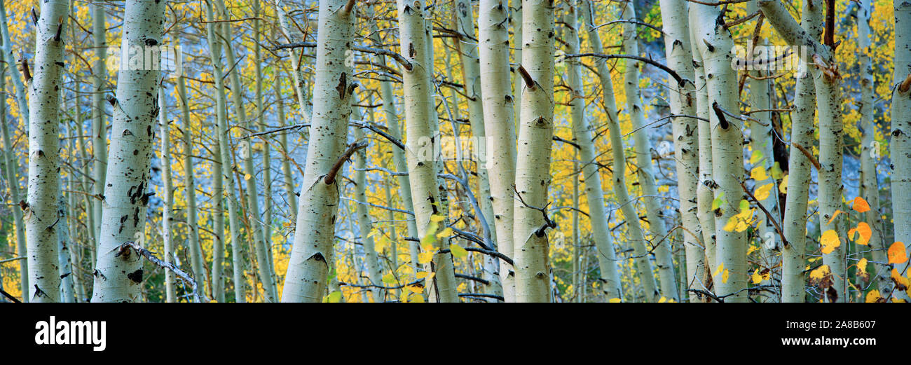 Aspen trees in a forest, Rock Creek Lake, California, USA Stock Photo ...