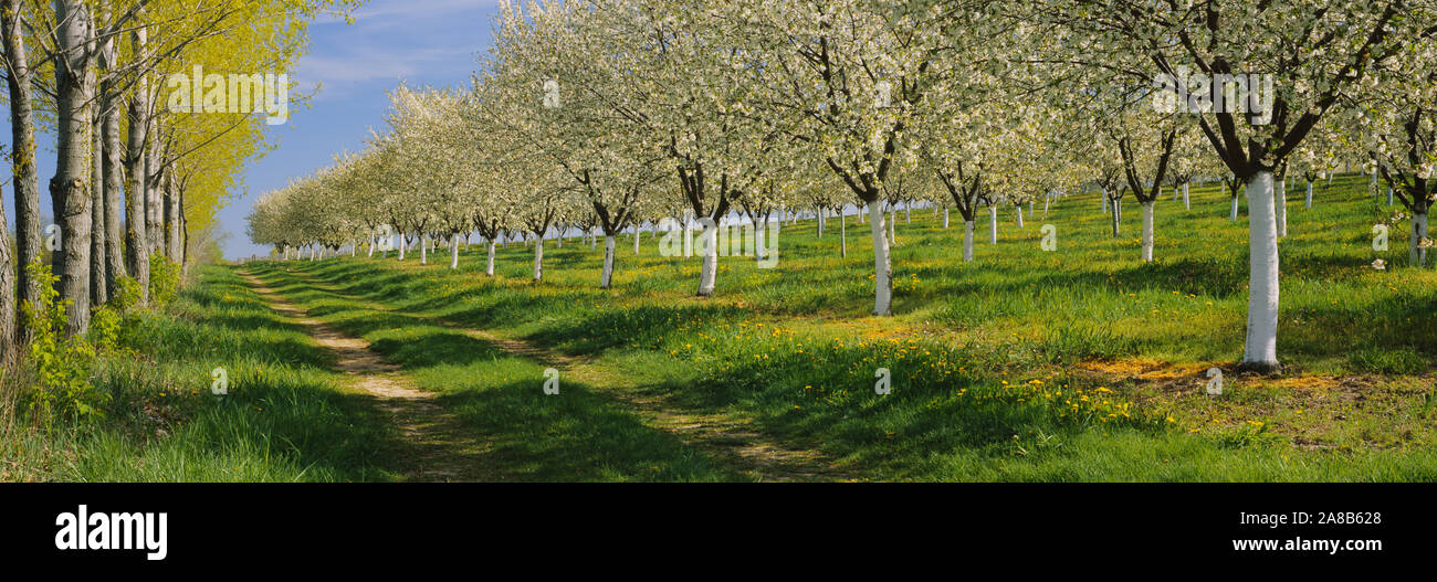 Michigan cherry tree hi-res stock photography and images - Alamy