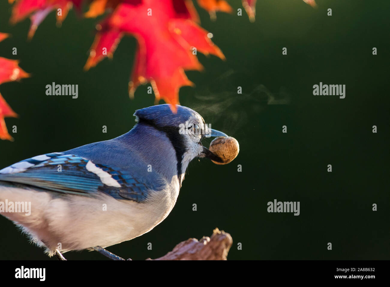 Jay perched in an oak tree hi-res stock photography and images - Alamy