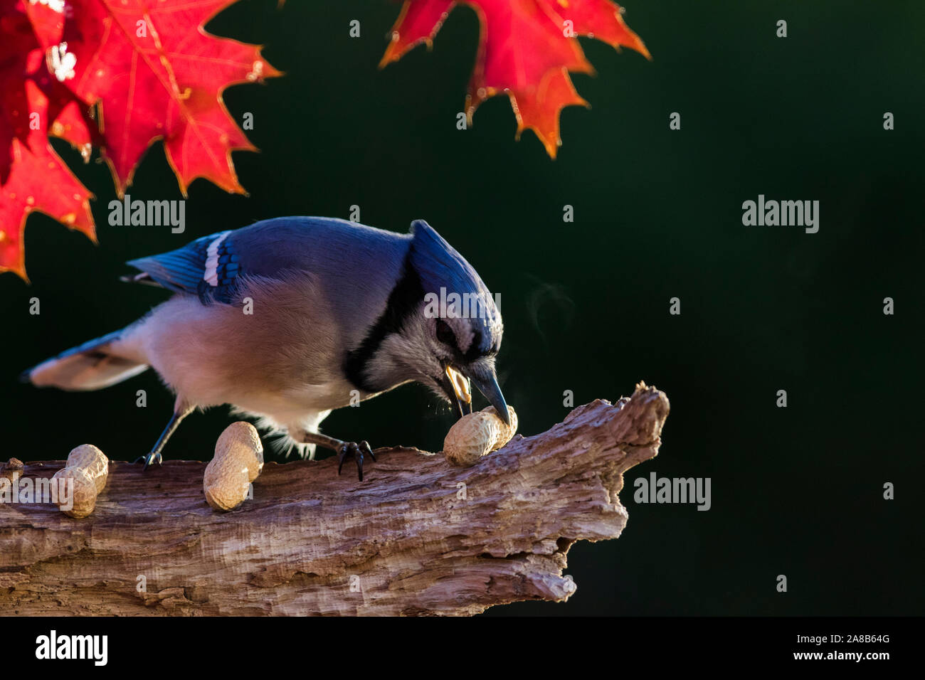 Blue jay in fall Stock Photo - Alamy