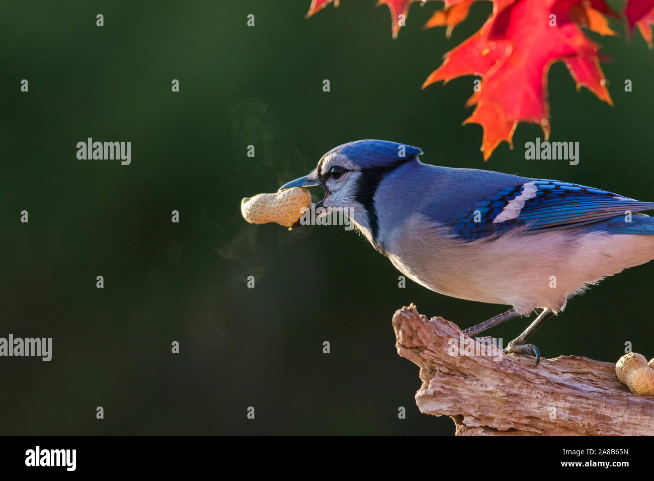 Blue jay in fall Stock Photo - Alamy