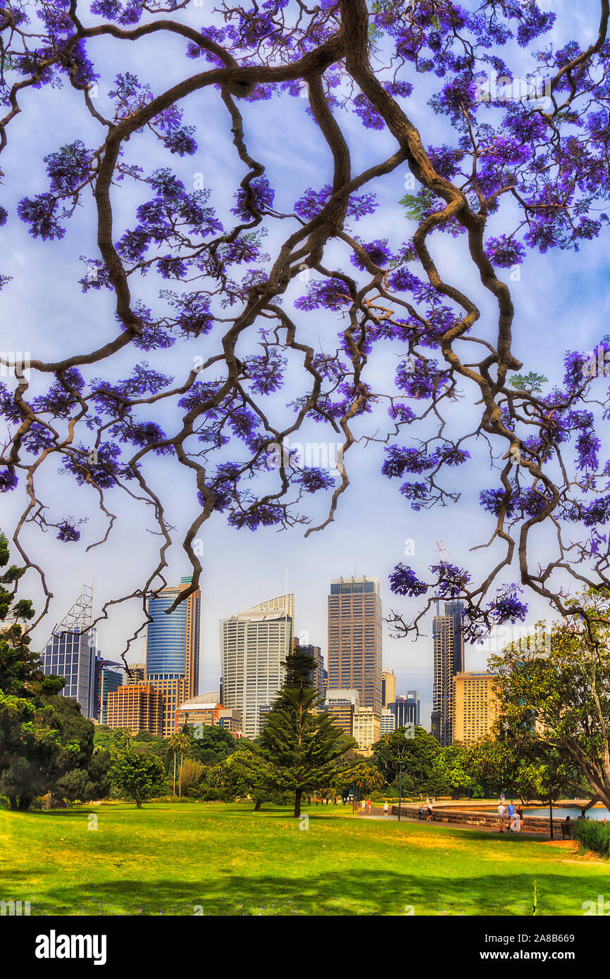 Jacaranda Leaves High Resolution Stock Photography and Images - Alamy