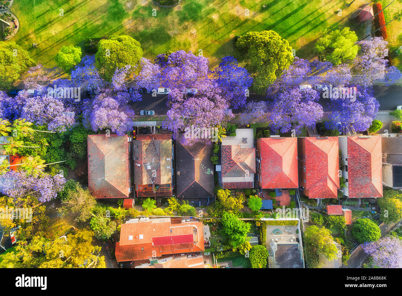 Jacaranda trees in blossom in hi-res stock photography and images - Alamy