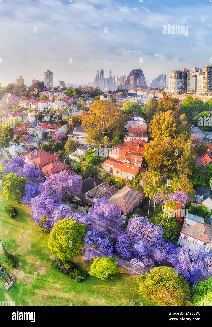 Street with blooming jacaranda trees hi-res stock photography and ...