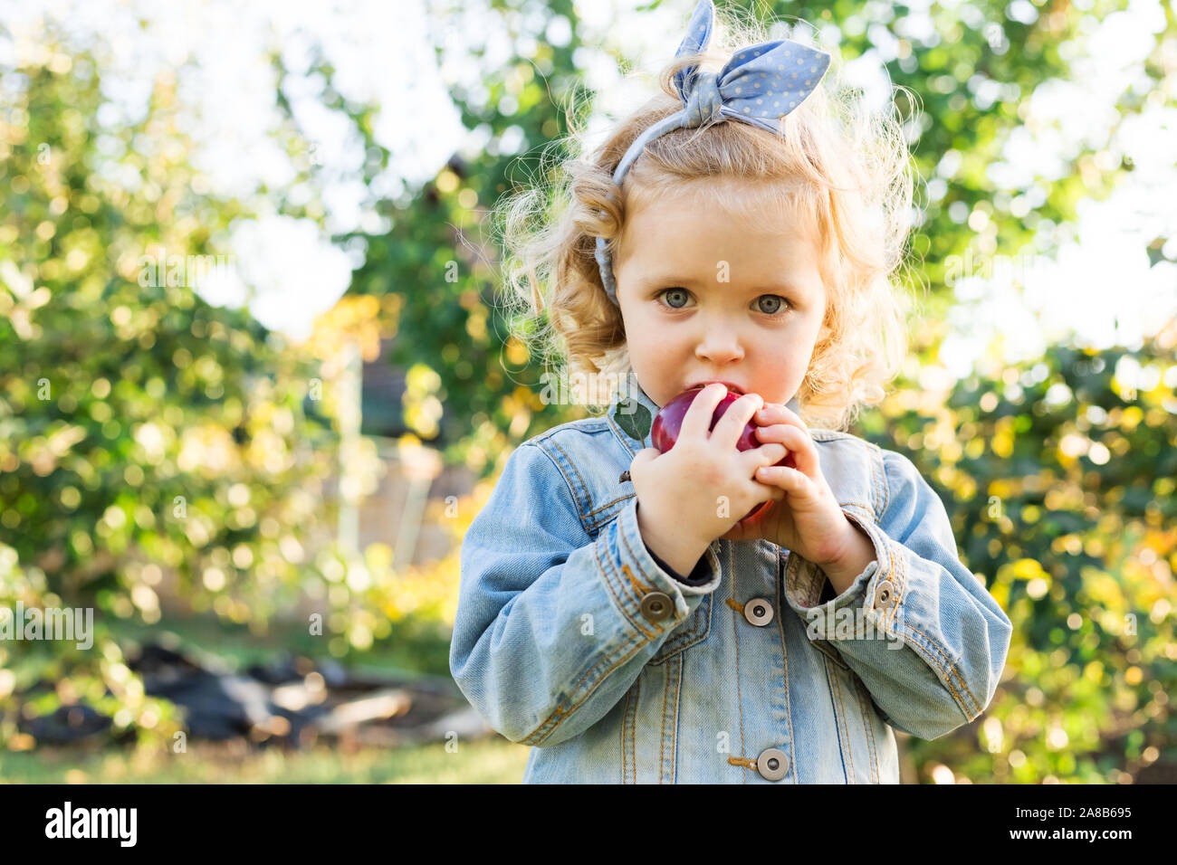 Cute little girl child eating ripe organic red apple in the Apple ...