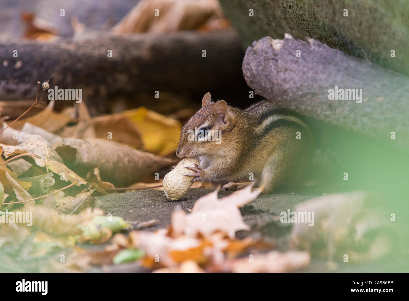 Chipmunk Eating Fruit High Resolution Stock Photography and Images - Alamy