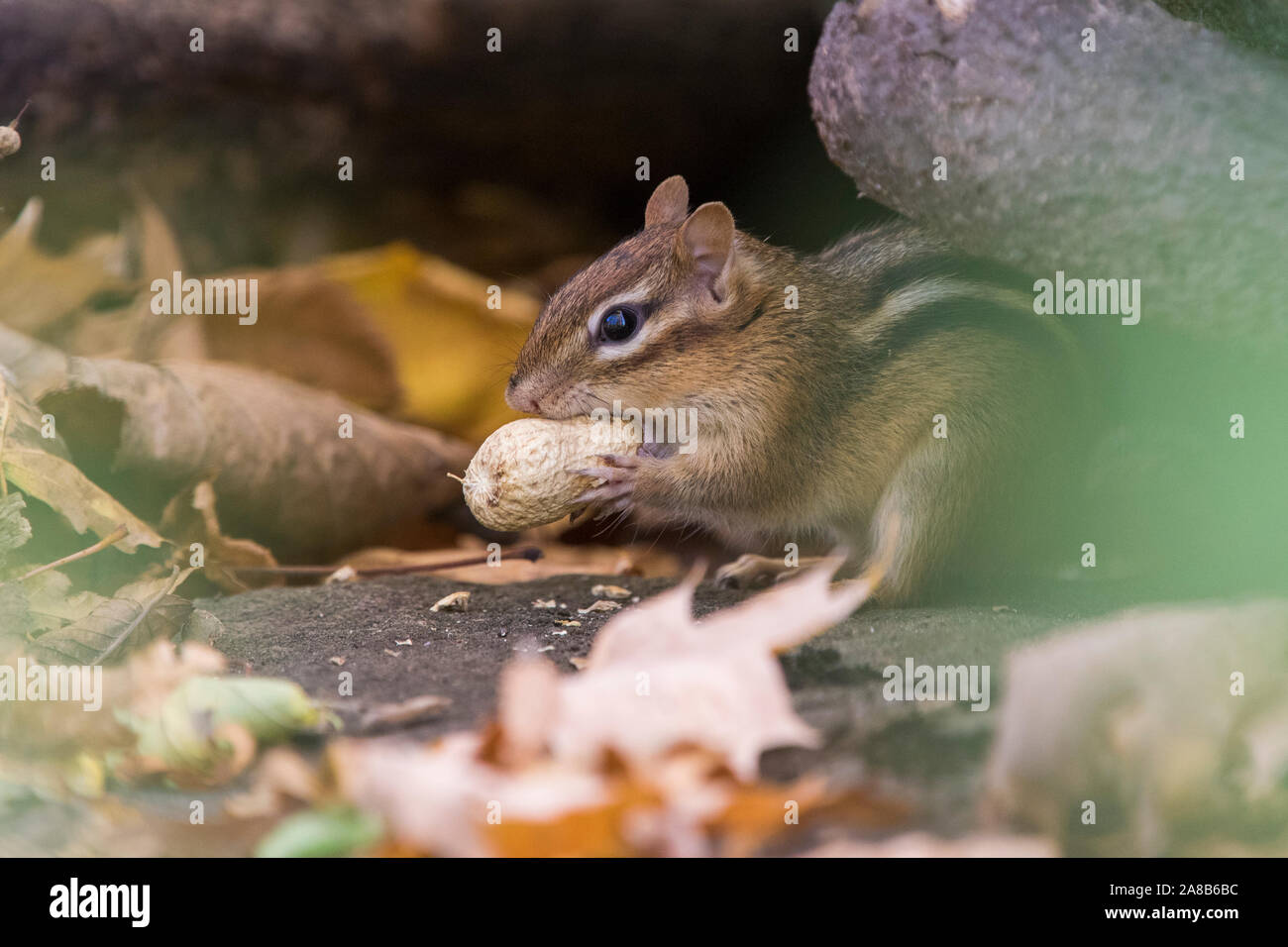 Chipmunk Eating Fruit High Resolution Stock Photography and Images - Alamy