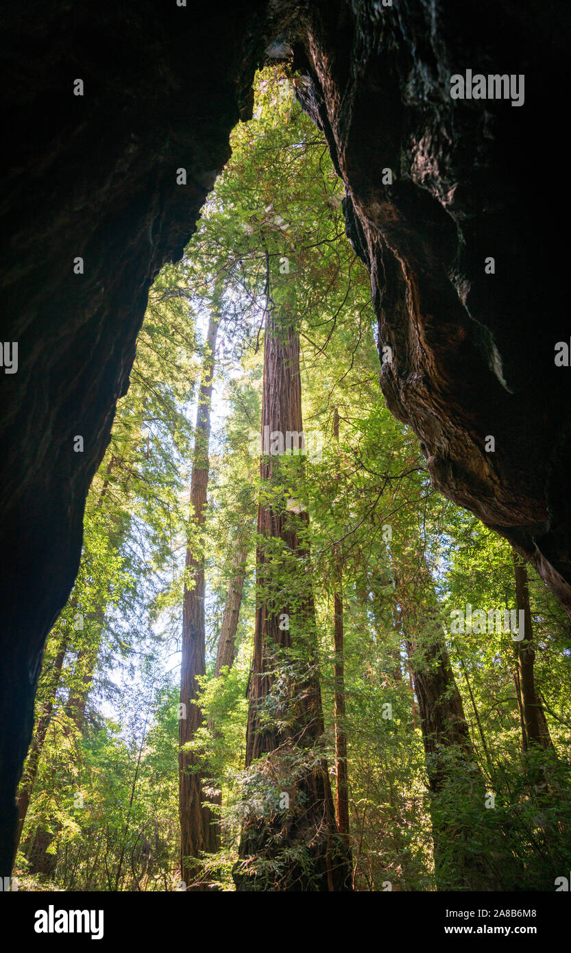 Henry Cowell Redwoods State Park Stock Photo - Alamy