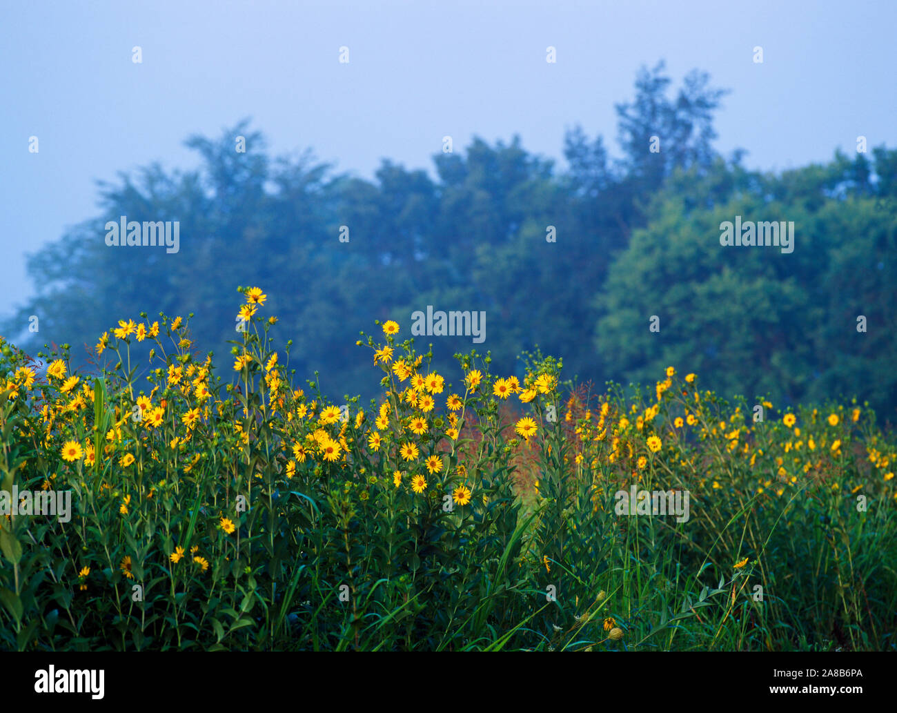 Oklahoma wildflowers hi-res stock photography and images - Alamy