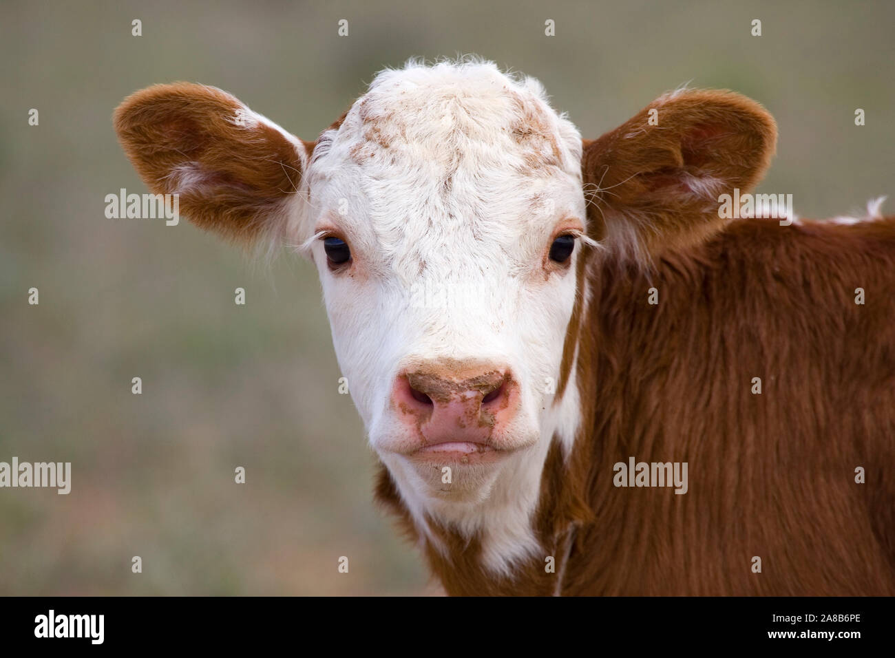 Portrait of calf looking at camera Stock Photo - Alamy