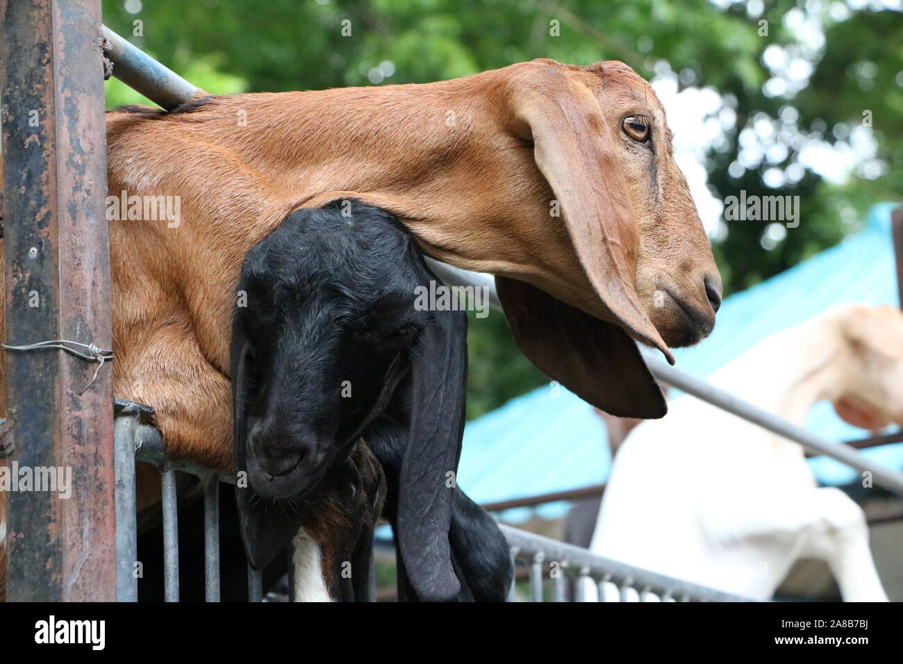 Heavenly animals hi-res stock photography and images - Alamy